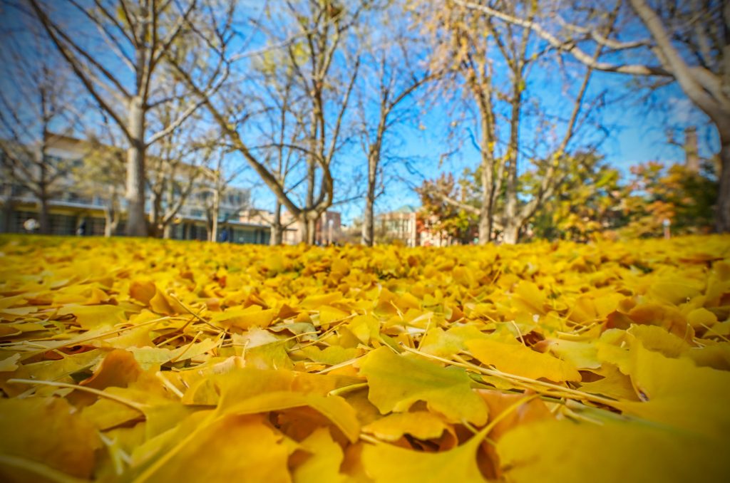 Japanese Special Collection - WashU Libraries